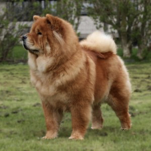 Chow Chow [Todo lo que necesitas saber] « La Guía del Perro